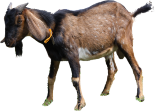 Mau Beternak Kambing ? Ini Jenis Kambing Lokal Indonesia