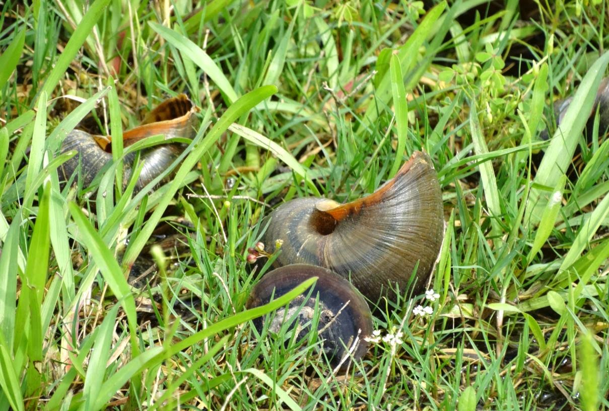 H-Town-West Photo Blog: All pink: Spring is also the apple snail mating ...