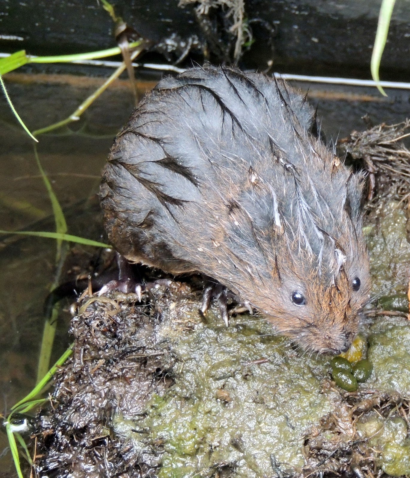 About a Brook: Baby Water Voles at Play
