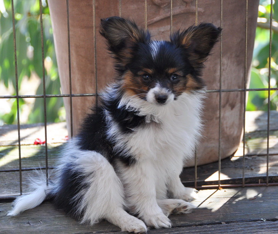 Road's End Papillons : 10 Weeks old Papillon Puppy