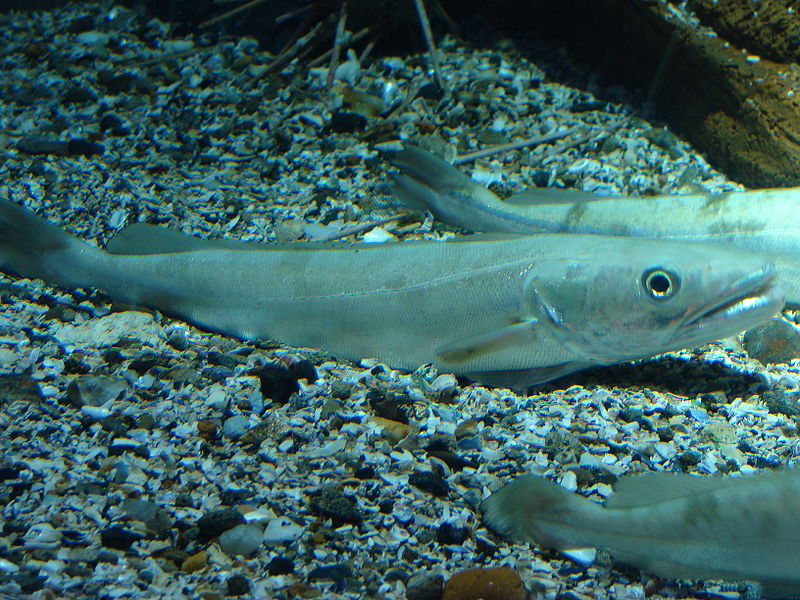 Gonefishingsweden : KUMMEL