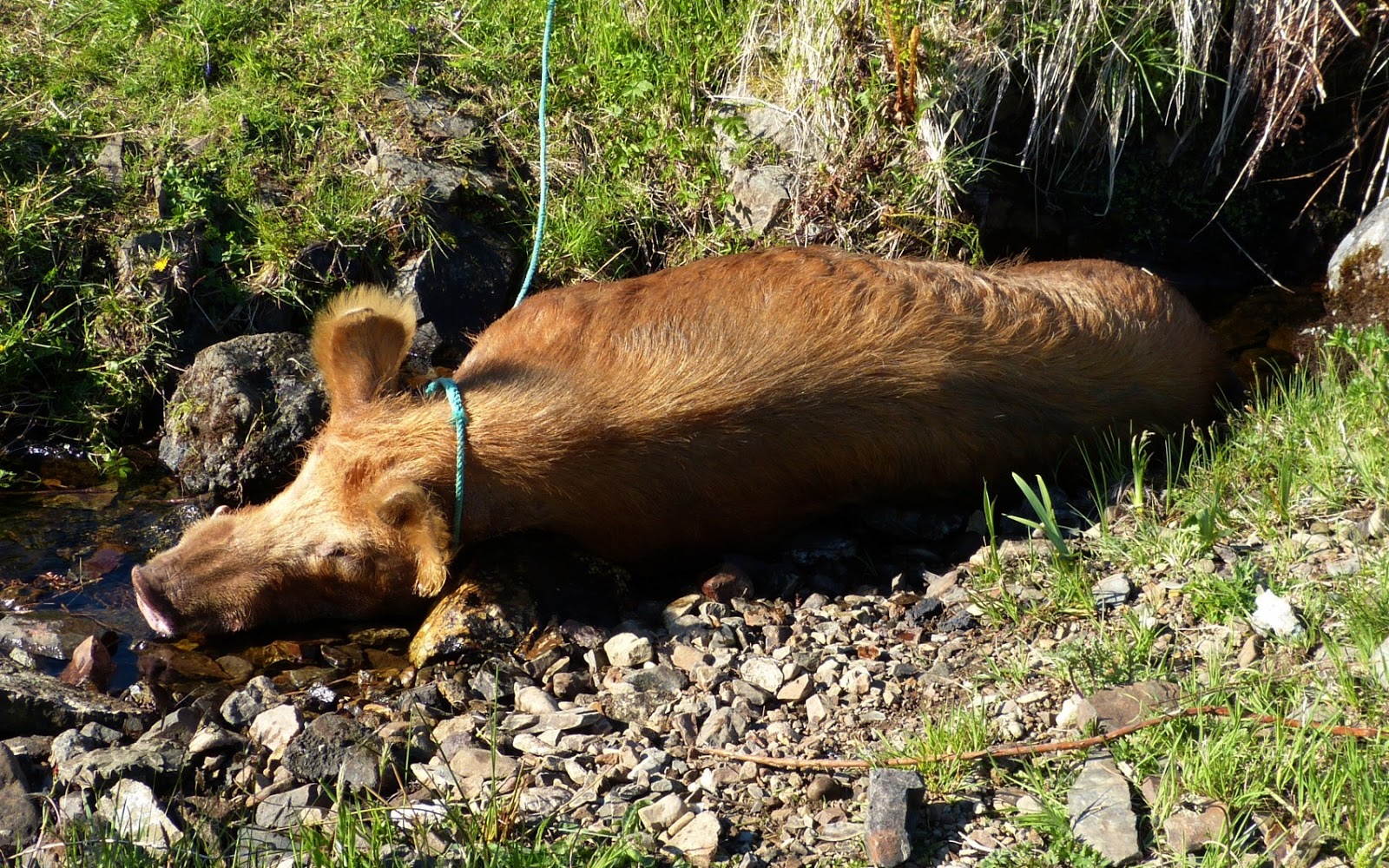 A Kilchoan Diary: Pig Fight - Round 2