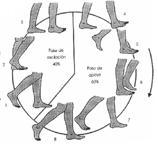 * ANALISANDO EL MOVIMIENTO Y LA MARCHA HUMANA *: ANALISANDO LA MARCHA ...