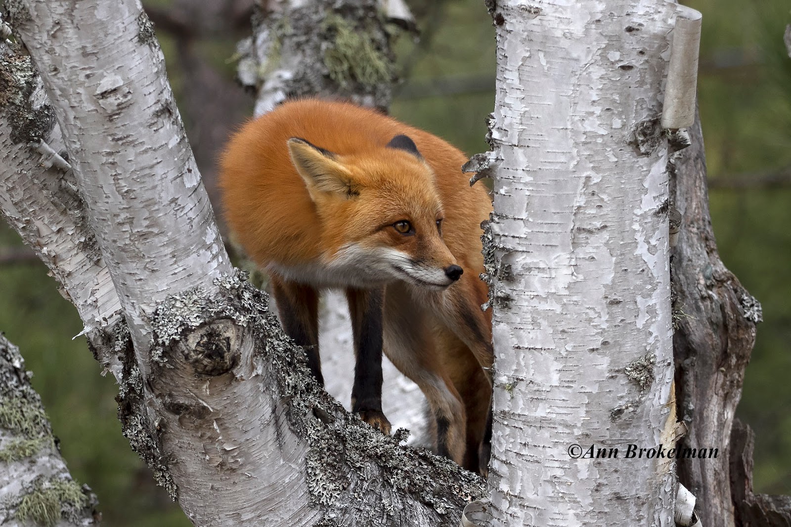 Ann Brokelman Photography: Red Fox climbing a tree!!!!