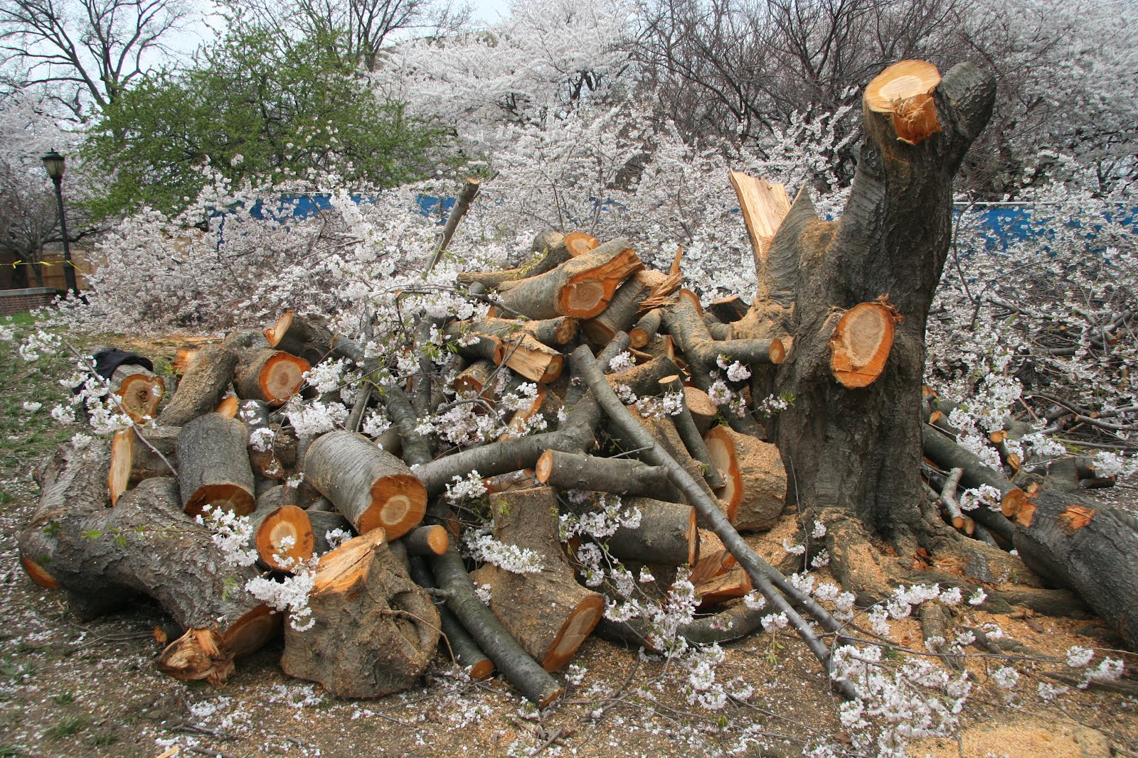 A Walk in the Park: Cherry Blossom Tree Massacre In Queens Borough Hall