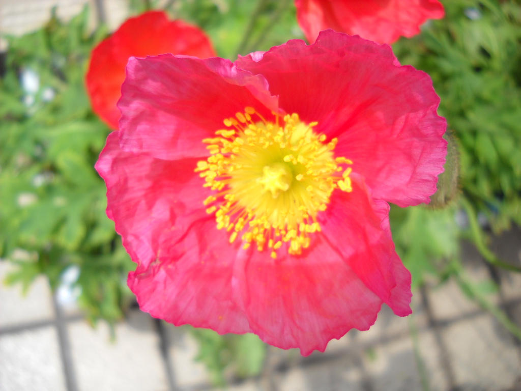 Daily Glimpses of Japan: Poppy Flowers in Japan
