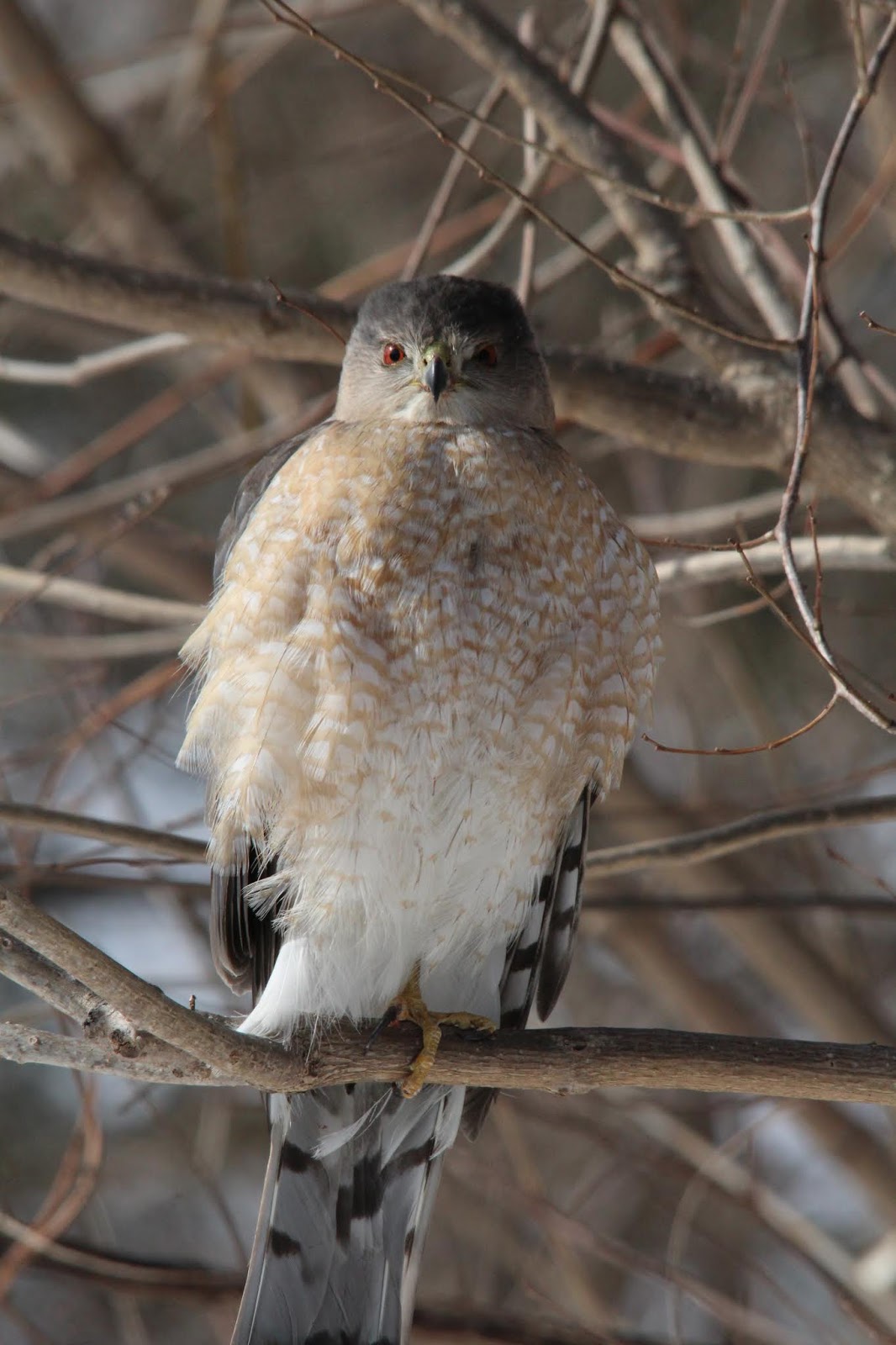 Southern New England Outdoor and Nature Site: Cooper's Hawk at Work