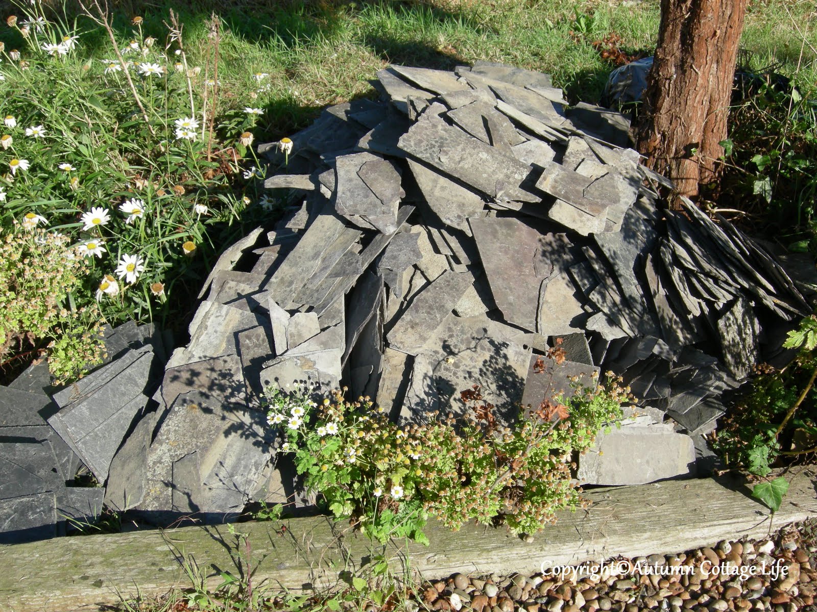 Autumn Cottage Life: August 2011