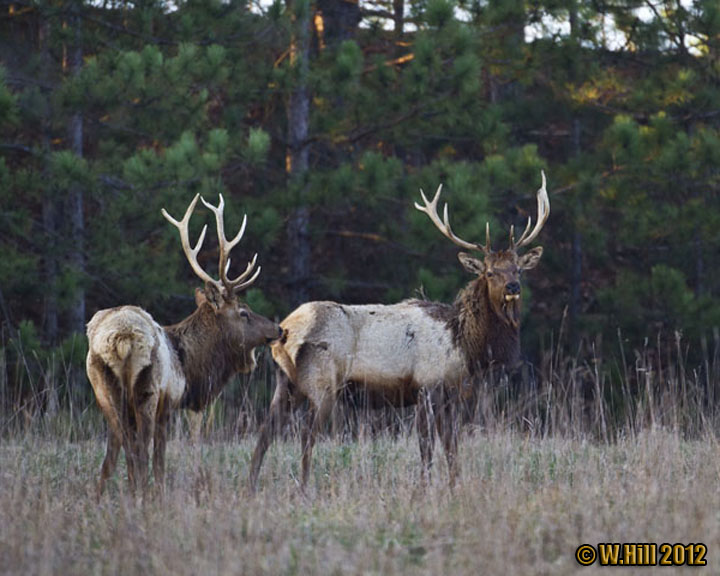 Pennsylvania Wildlife Photographer: Pennsylvania Bull Elk Shed Antlers