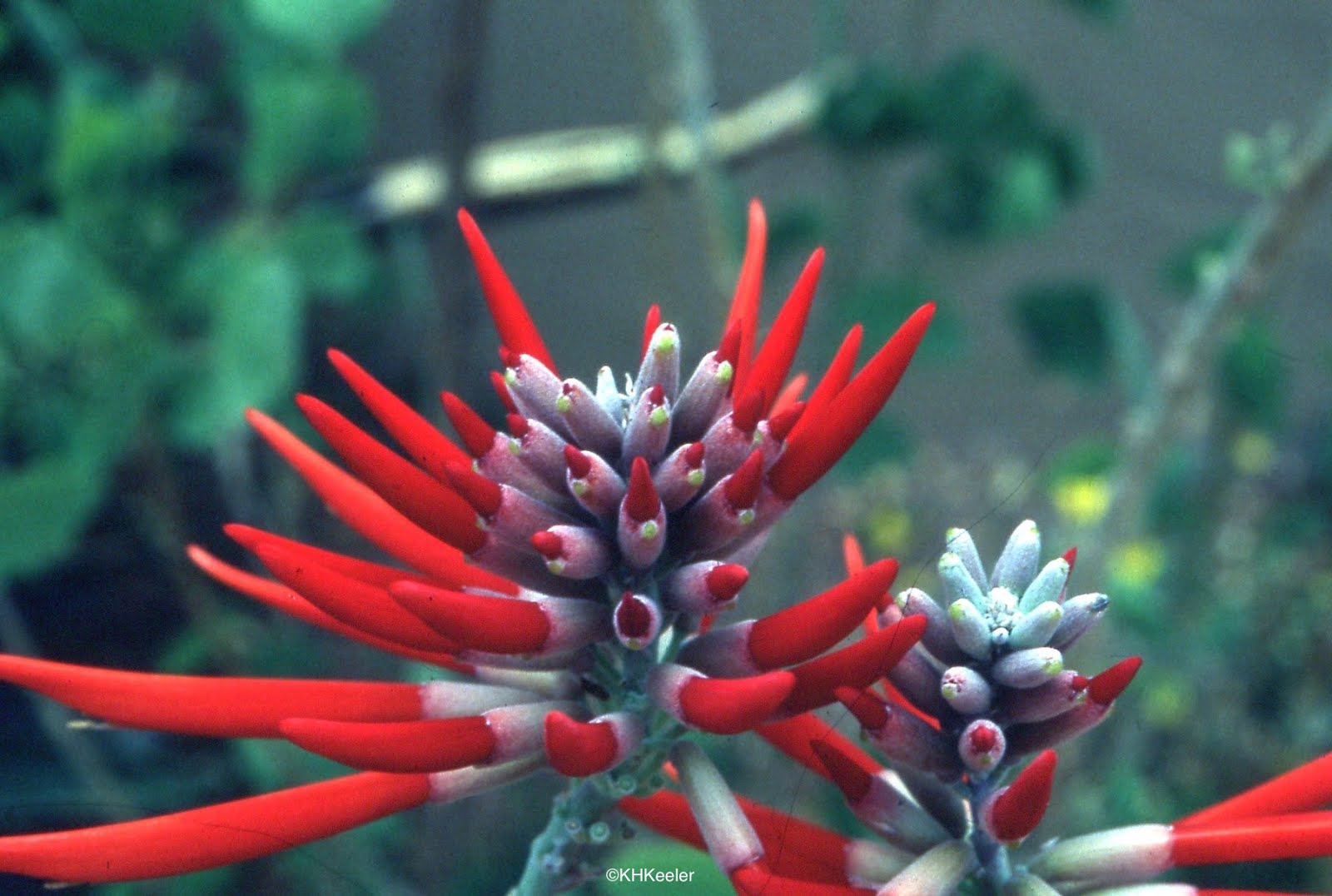 A Wandering Botanist: Plant Story--Coral Trees, the Erythrina species