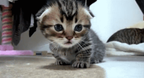 Cute and Funny Pictures and more: OMG this kitten looks so cute ...