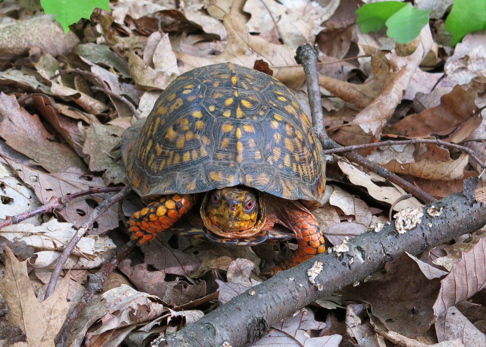 ifthethunderdontgetya™³²®©: Red-bellied Woodpecker and Eastern Box Turtle