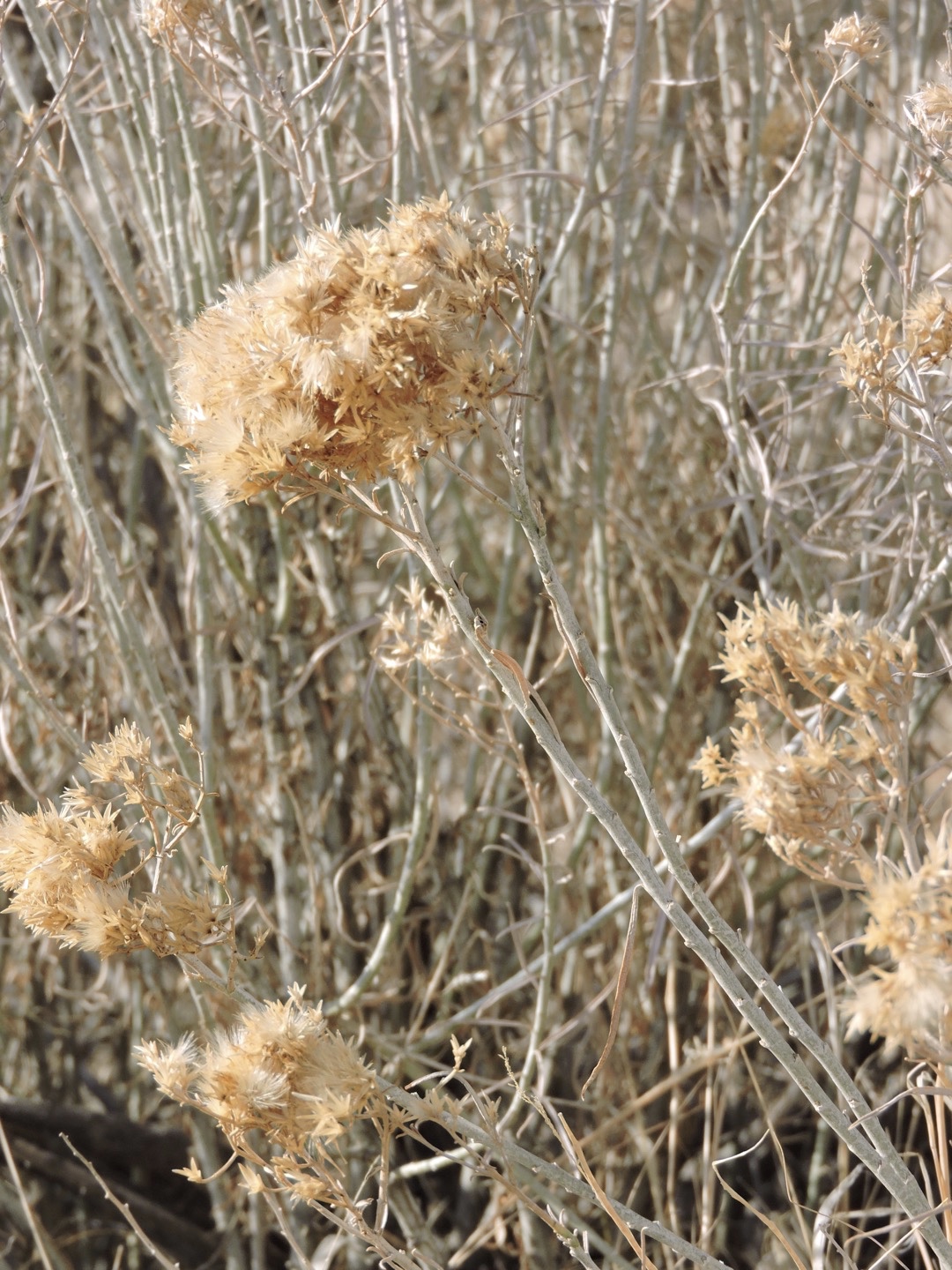 Picturing My Faith: The Grass Withers