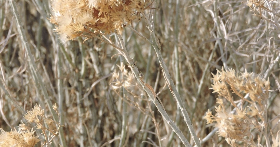 Picturing My Faith: The Grass Withers