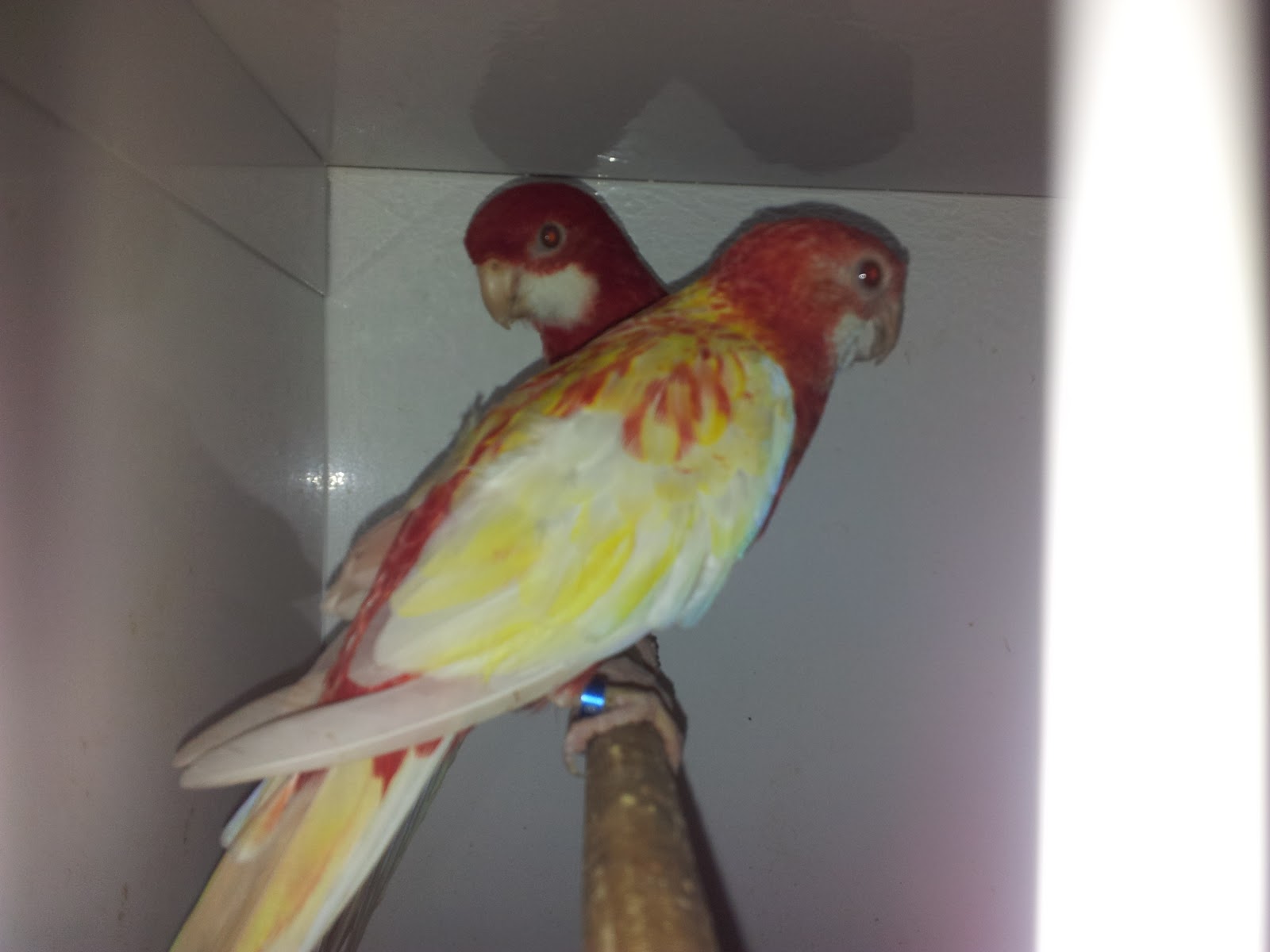 AVES HELDER SOUSA: O MEU CASAL DE ROSELAS RUBINA . O MACHO CAMPEAO MUNDIAL DE UM CRIADOR ...