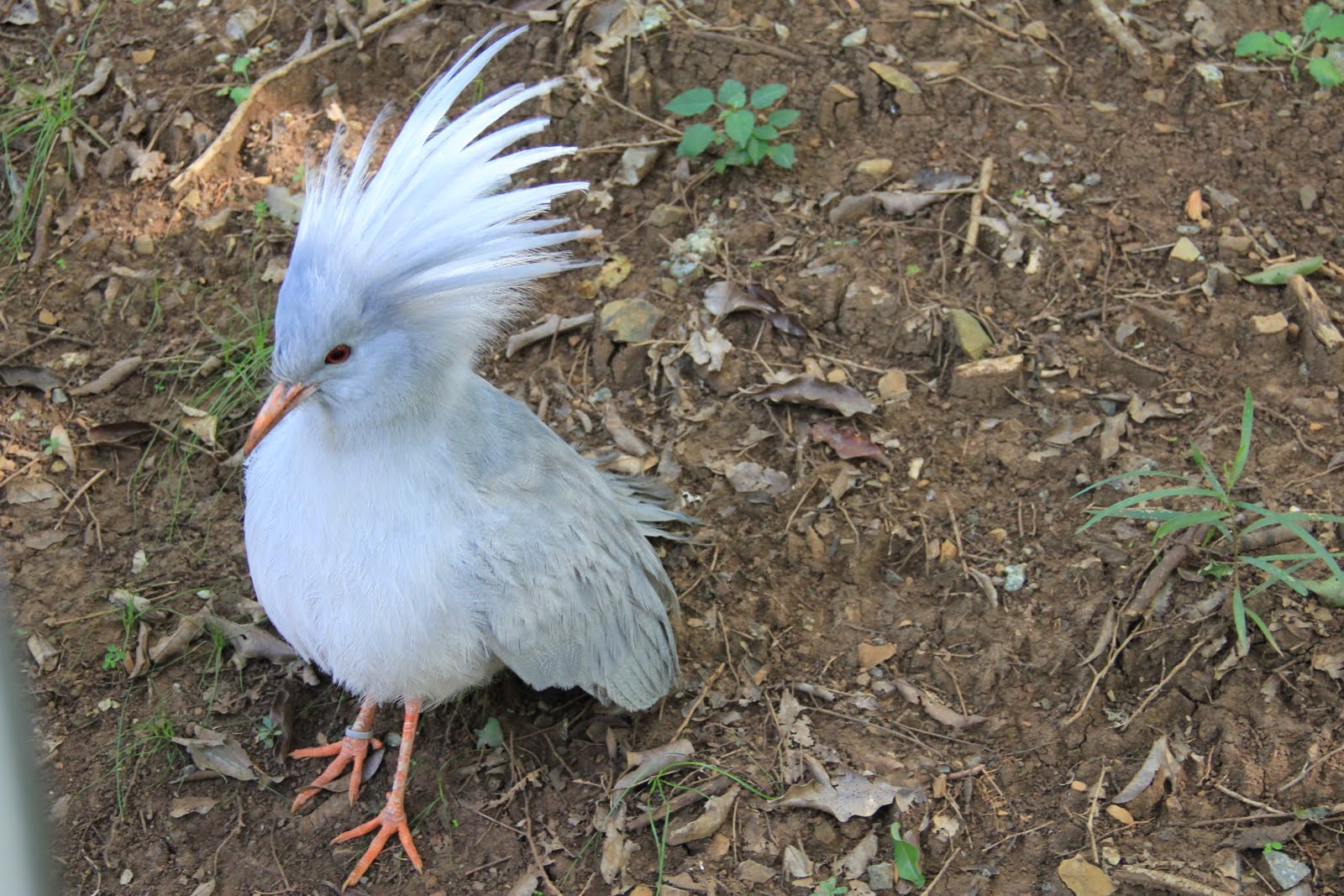 A l'autre bout du monde... La Nouvelle Calédonie: La Faune en Photos