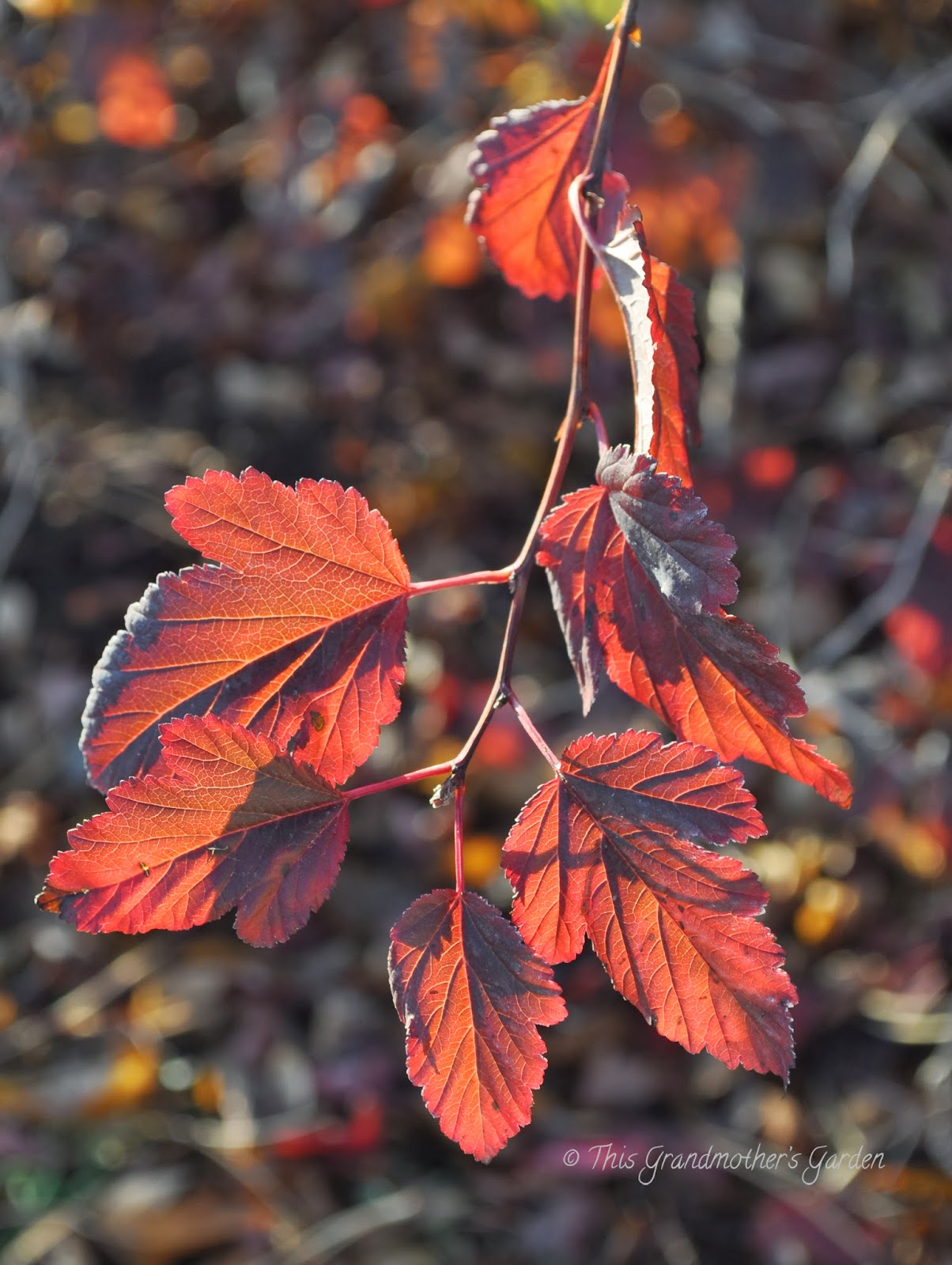 This Grandmother's Garden: October 2013