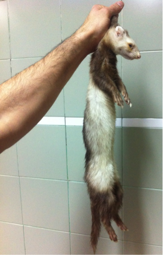 Clinica Veterinaria El Bosque