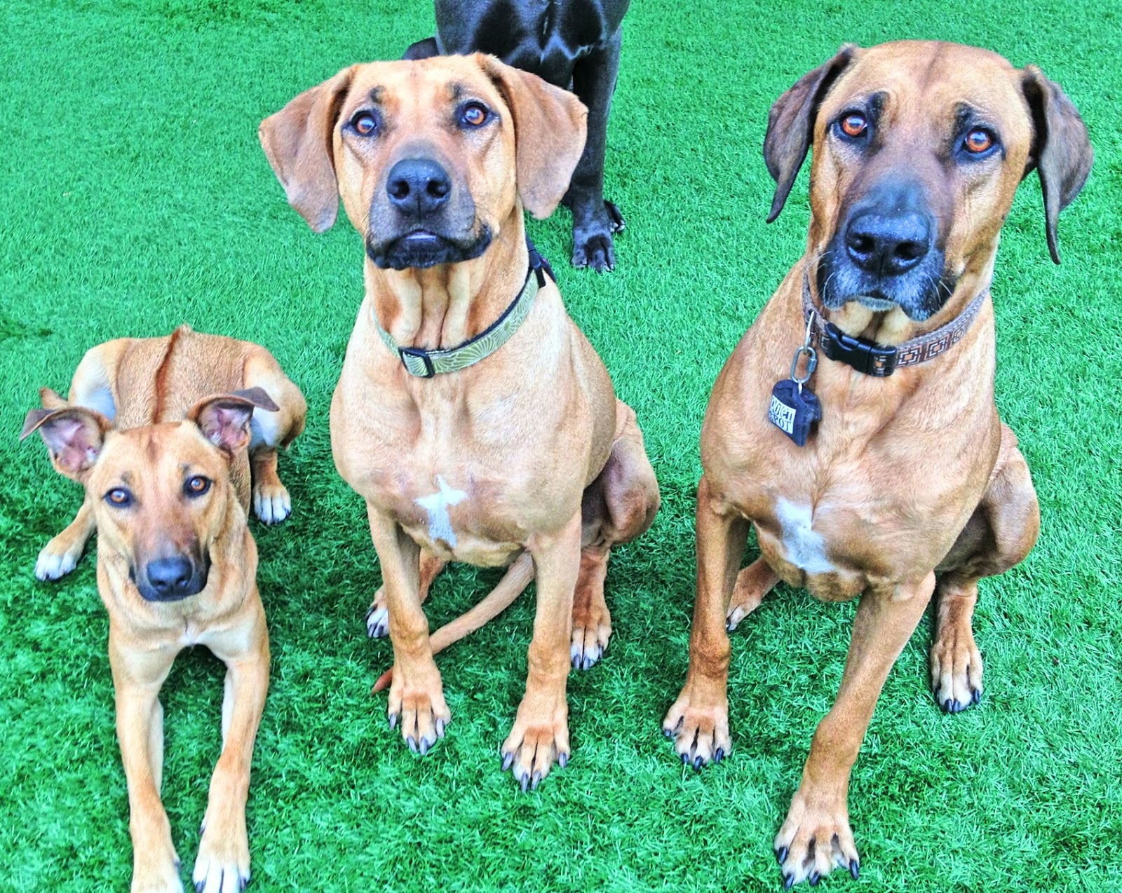 Links, Online Resources, and Bloggings From The Mindful Dog: Meet The ...