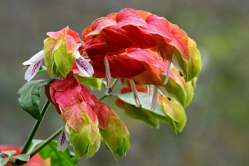 HOW TO GROW THE SHRIMP PLANT |The Garden of Eaden