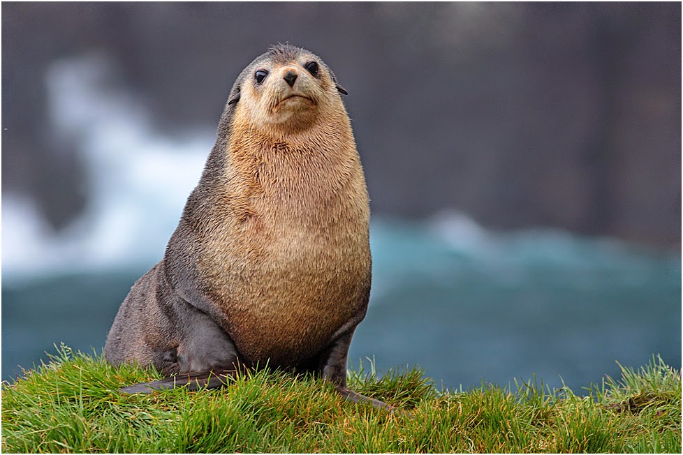 Blog officiel du district de Crozet - TAAF: Opération Otarie