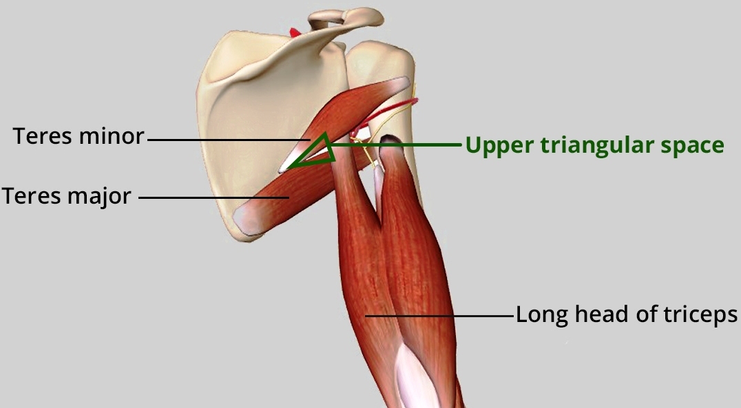Triangular space - Medically