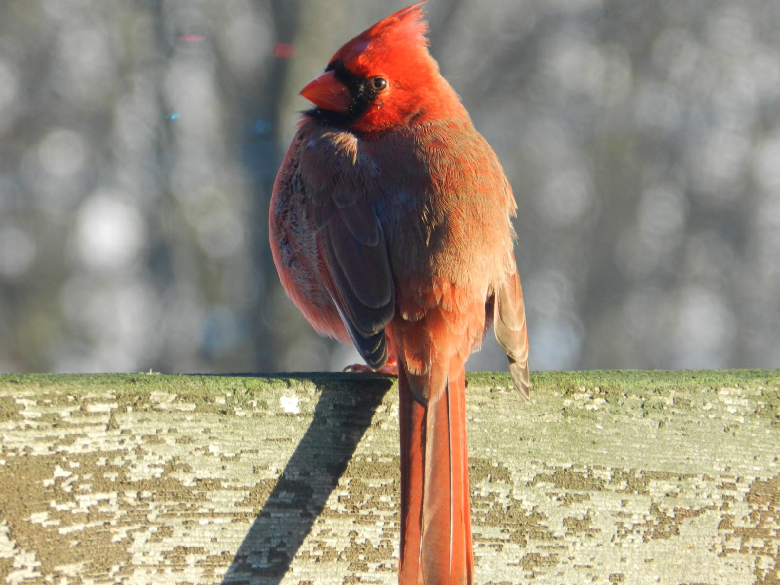 Hot tea and milk chocolate: Big, fat, daddy cardinal