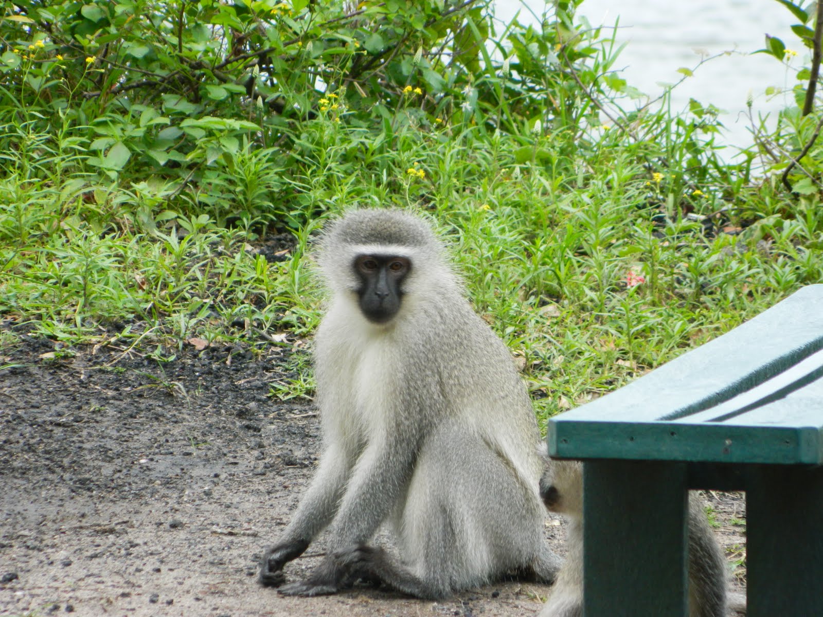 Watching the Sun Bake: South African Primates