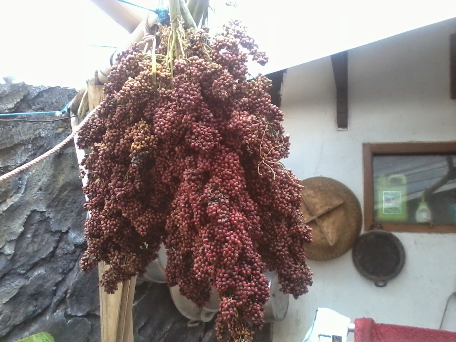 Dunia Peternakan Sapi: Jenis-Jenis Sorgum