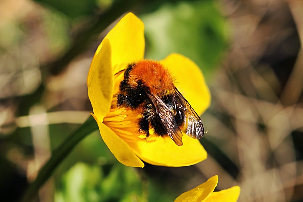 Välkommen till Nette Cecilia: En full humla på lördagkvällen