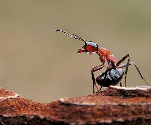 Macro Photography - Ants | New Stylish Wallpaper