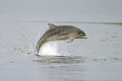 Bottlenose Dolphin Facts and Photographs | The Wildlife