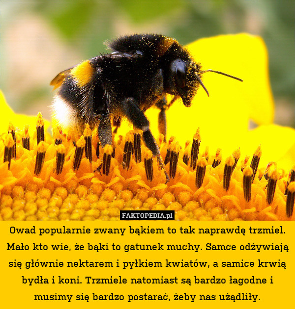 Mitoslavia: Owady społeczne