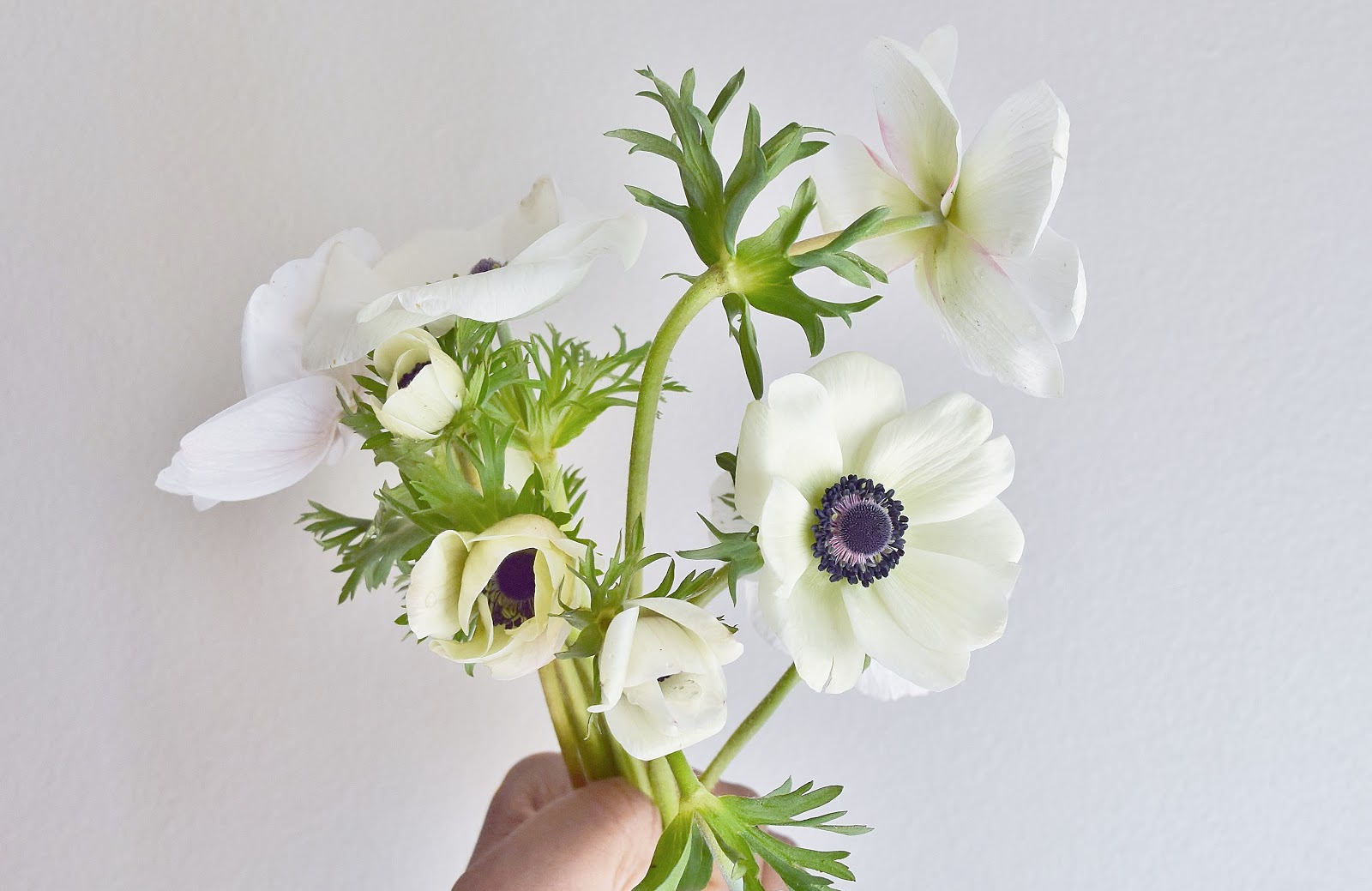 Don't Disturb This Groove: Anemone Black & White