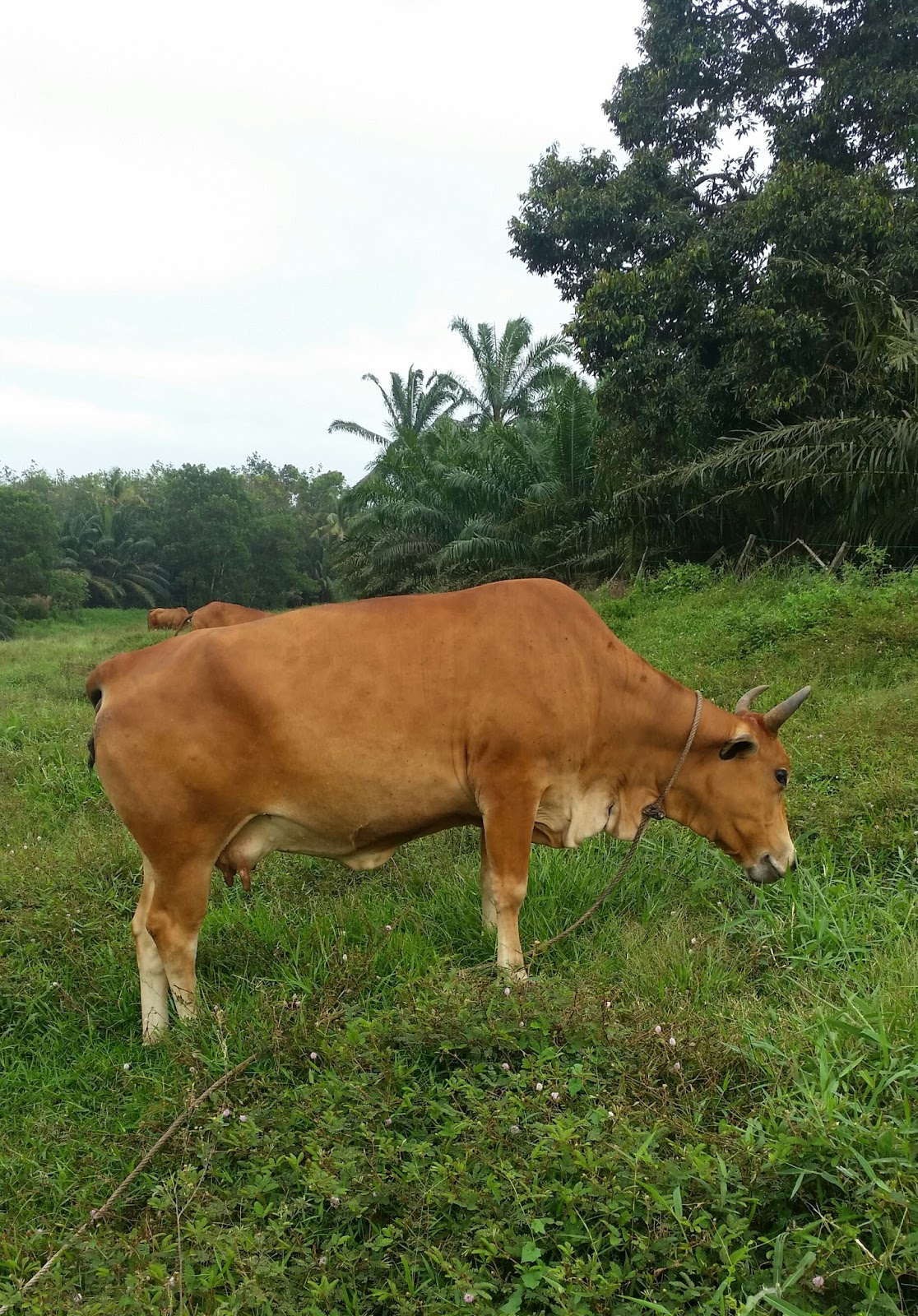 Warisan Petani: Ternakan Lembu 5