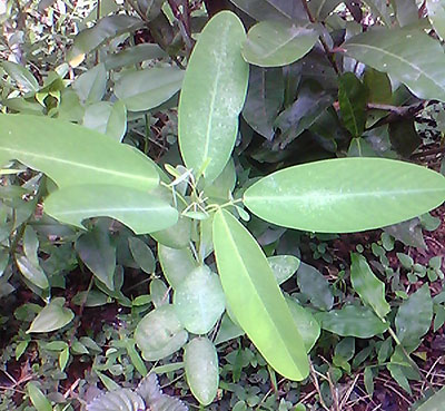 Greens Keeper Landscape Maintenance, LLC: Plant of the Week: Dancing Plant