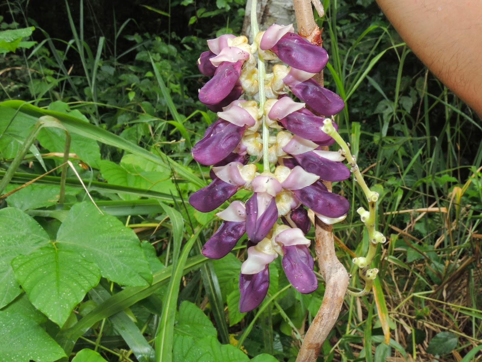 Fabaceae - Leguminosae no Brasil