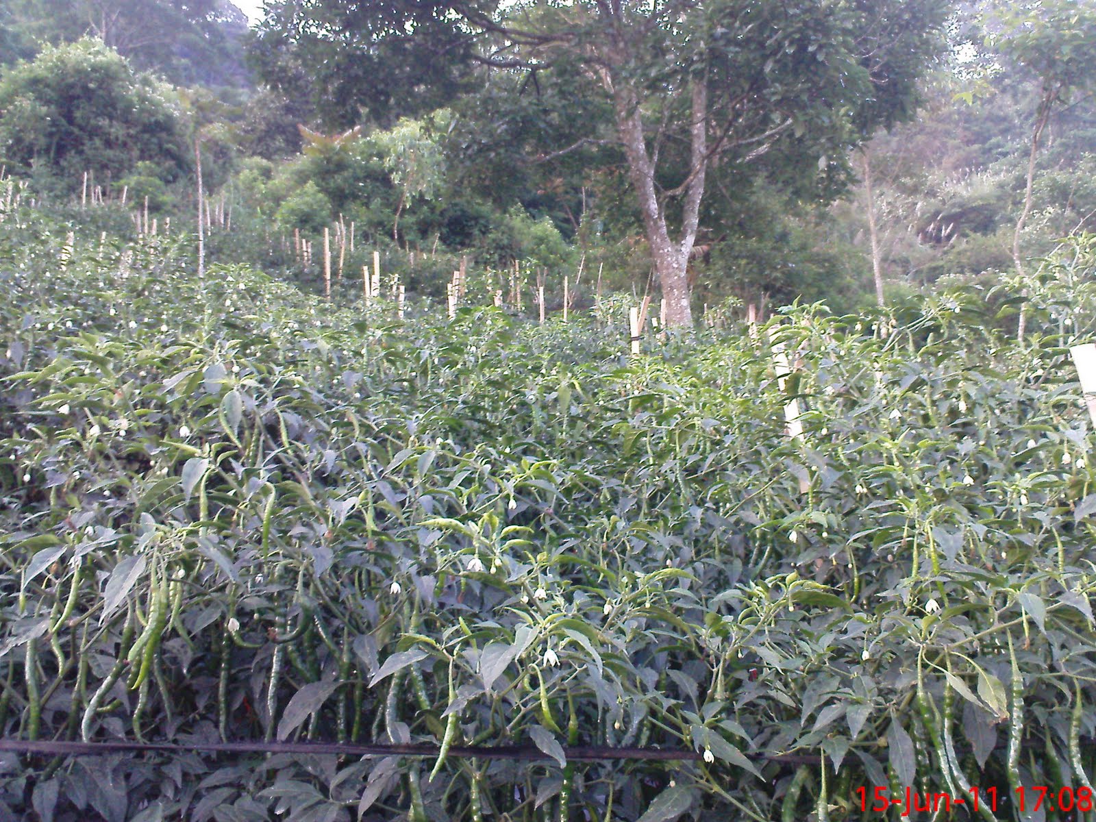 GAMBAR SUKSES BERCOCOK TANAMAN CABE | Tips Petani