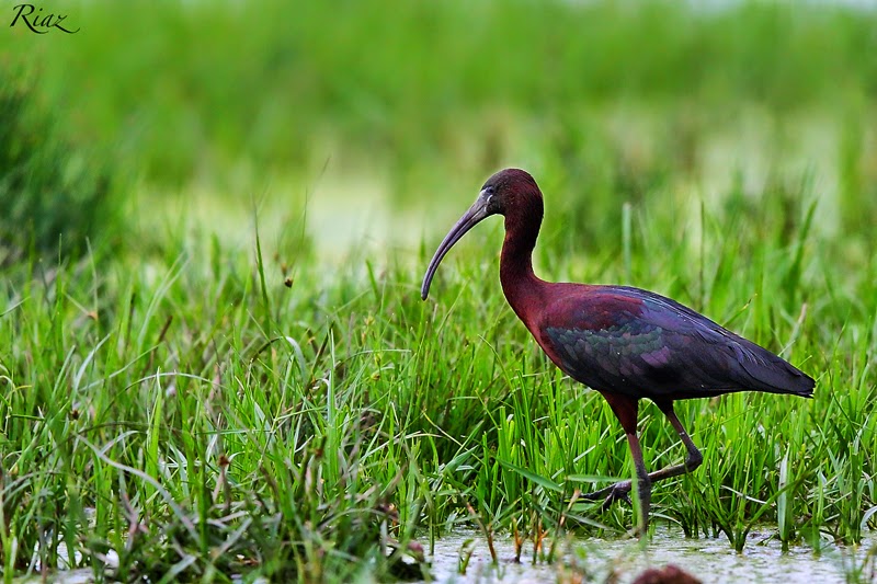 Kalar Kahar Lake in May
