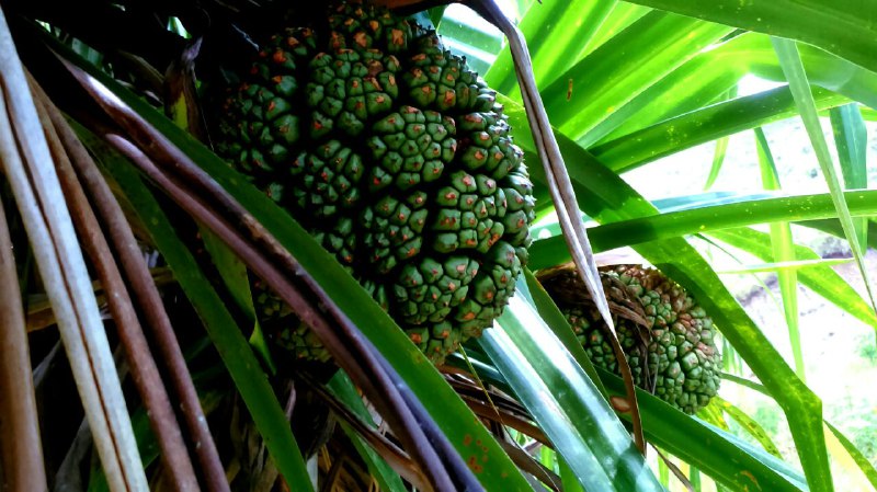 Buah Pandan, Kelapa Hutan Khas Papua Sumber Ekonomi Rakyat | MAJALAH ...