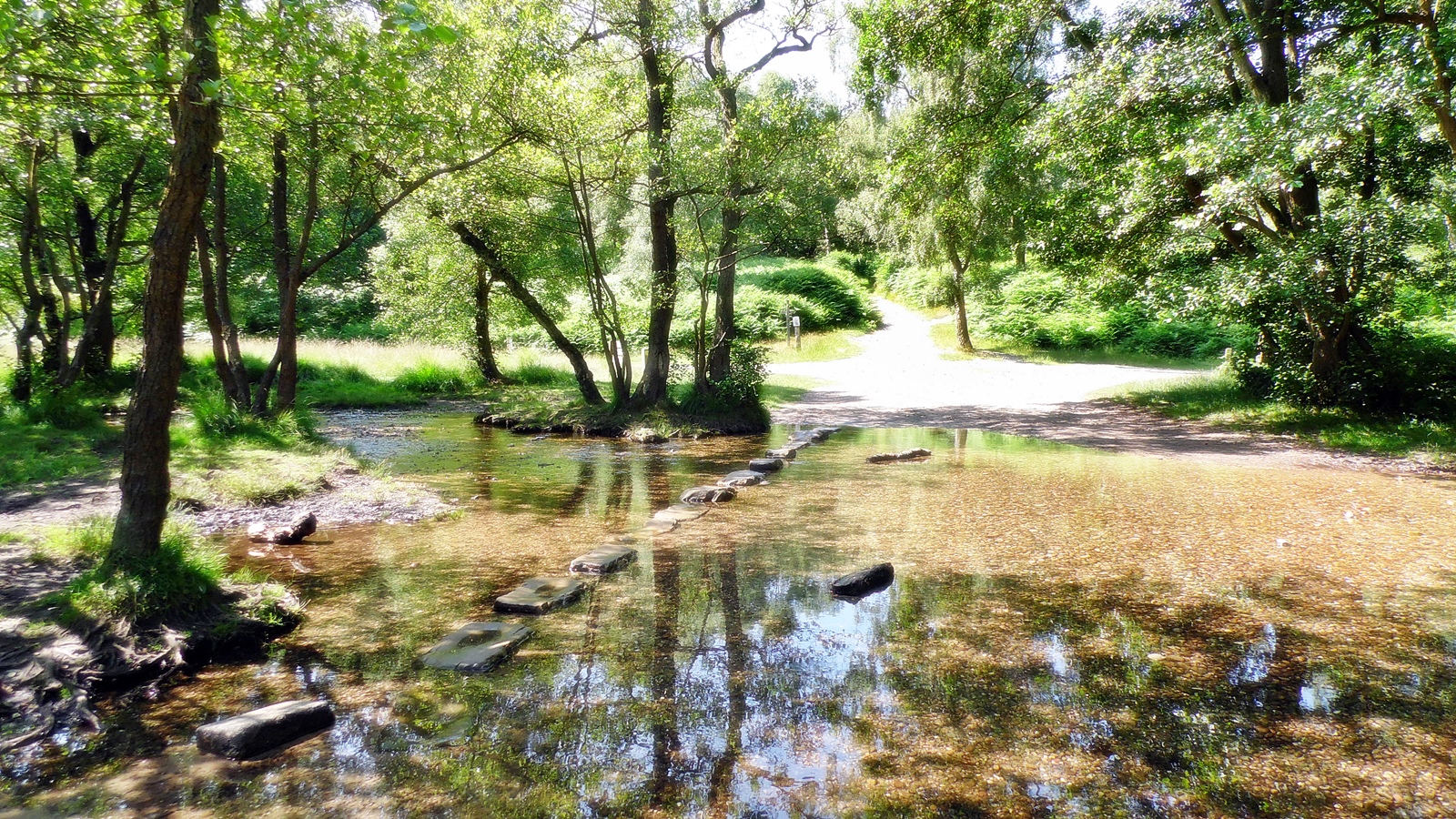 Random Jottings: Cannock Chase