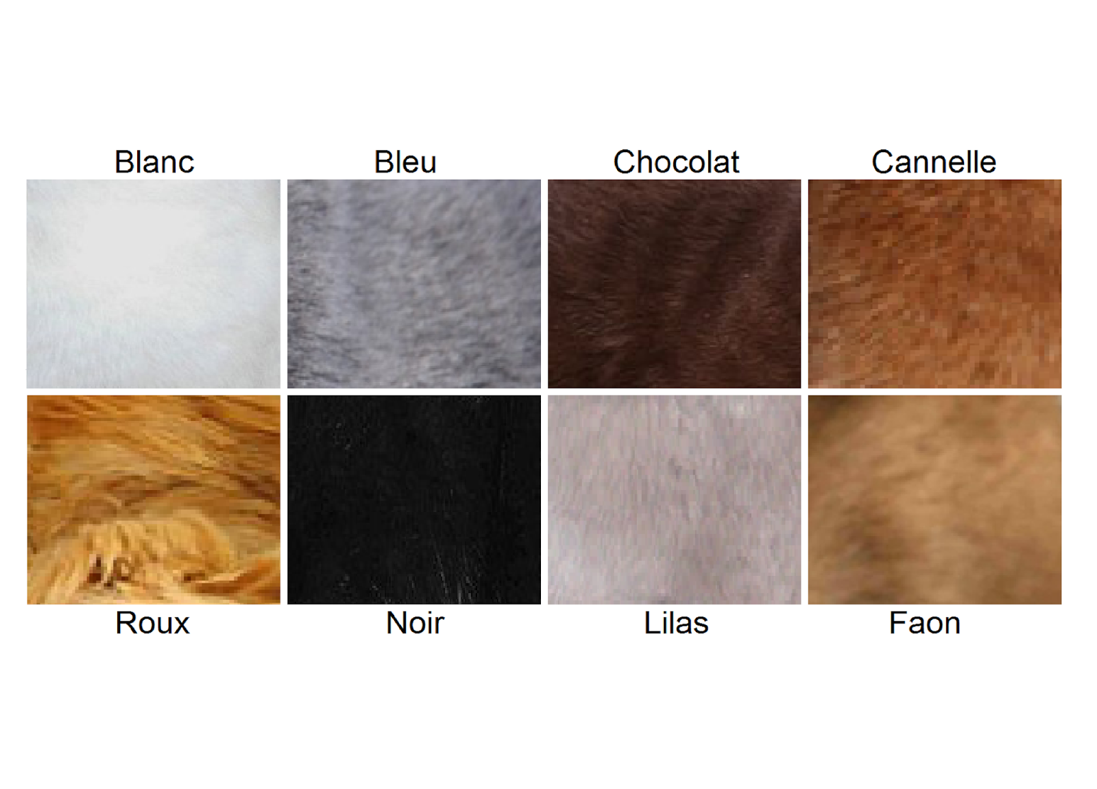 Lumière sur les chats : Robes: le chat de toute les couleurs