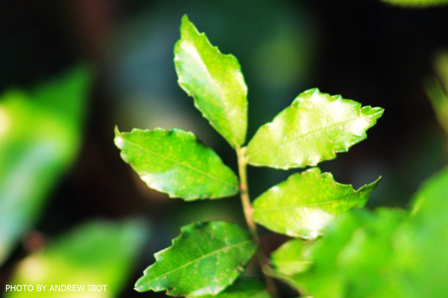 Ako si ANDREW IBOT!: Tsaang Gubat