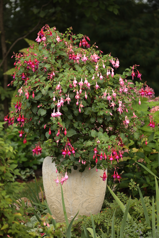 Fortnam Gardens: August is Blooming