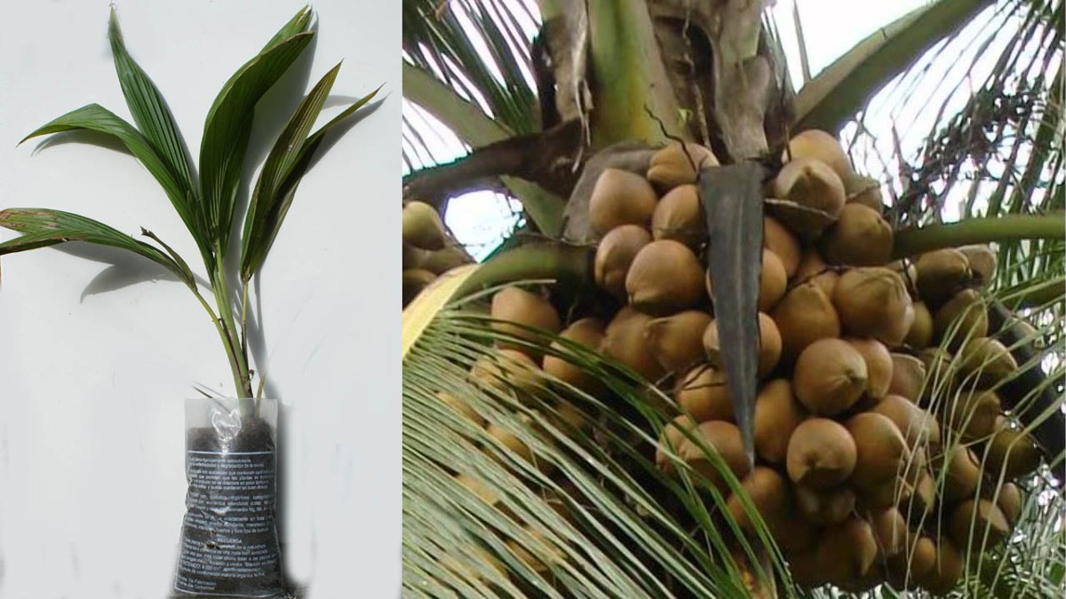 Cocos nucifera «cocotero» - Id Plantae