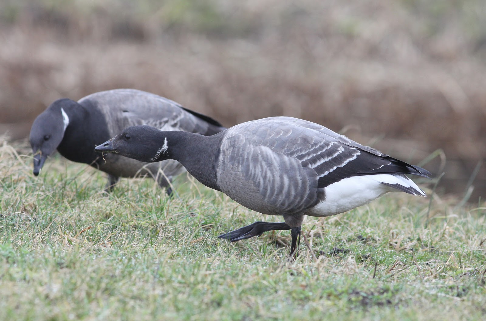 De Vogelaars: Rotganzen op Texel Ganzenreservaat Zeeburg 26 februari 2011
