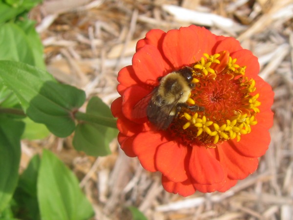 What do you know about Ontario's Pollinators? | Lanark County Master ...