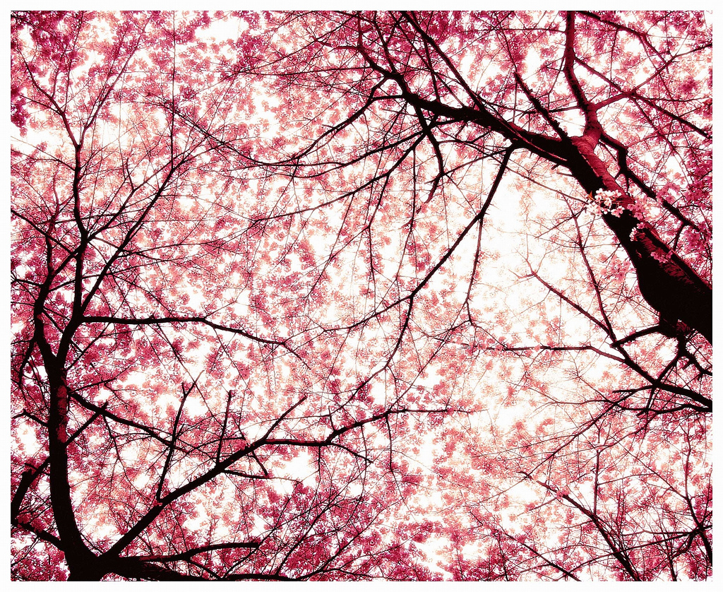 wallpapernarium: Arboles de cerezas muy hermosos.