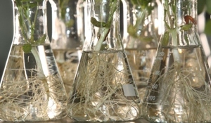 ROTAM EMPRESA AGRICOLA