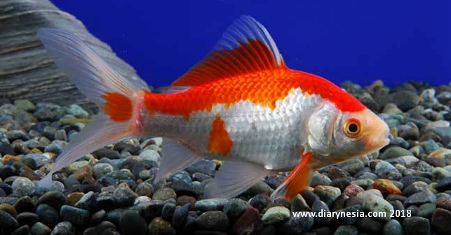 7 Wildly Popular Indonesian Aquarium Fish